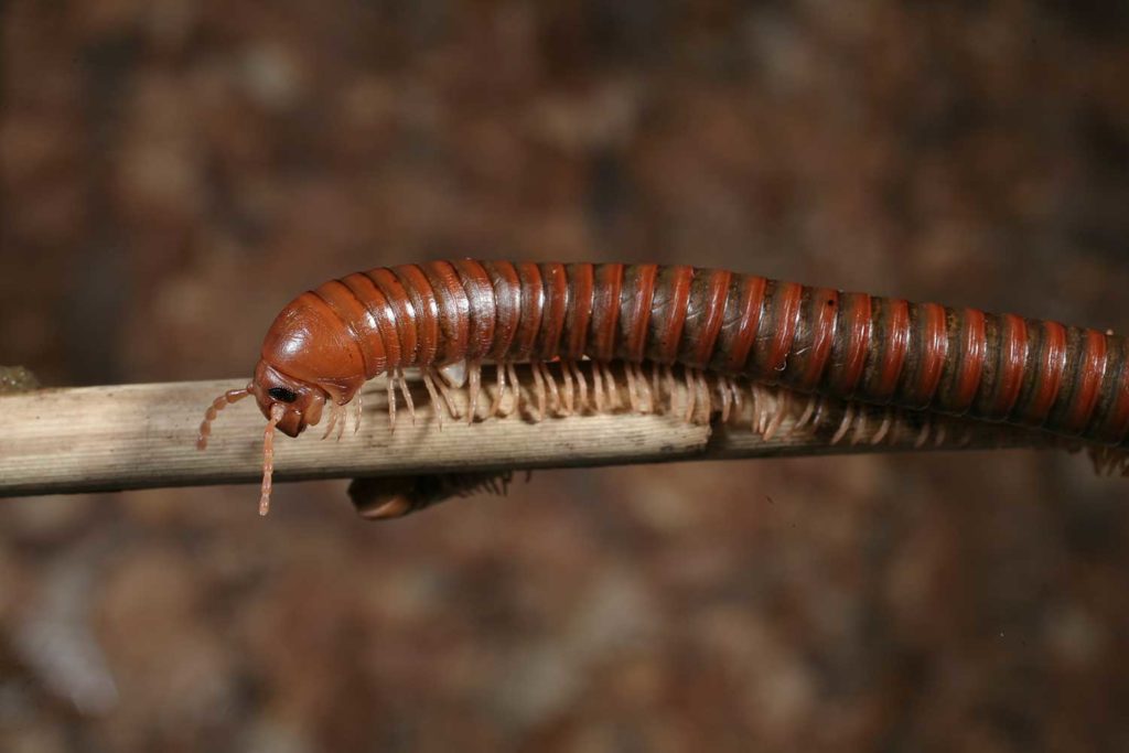 Accueil - Vivarium du Moulin - A la découverte des petites bêtes